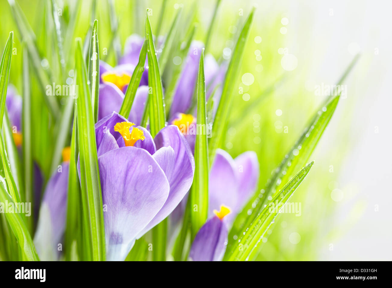 Crocus Spring Flowers Stock Photo - Alamy