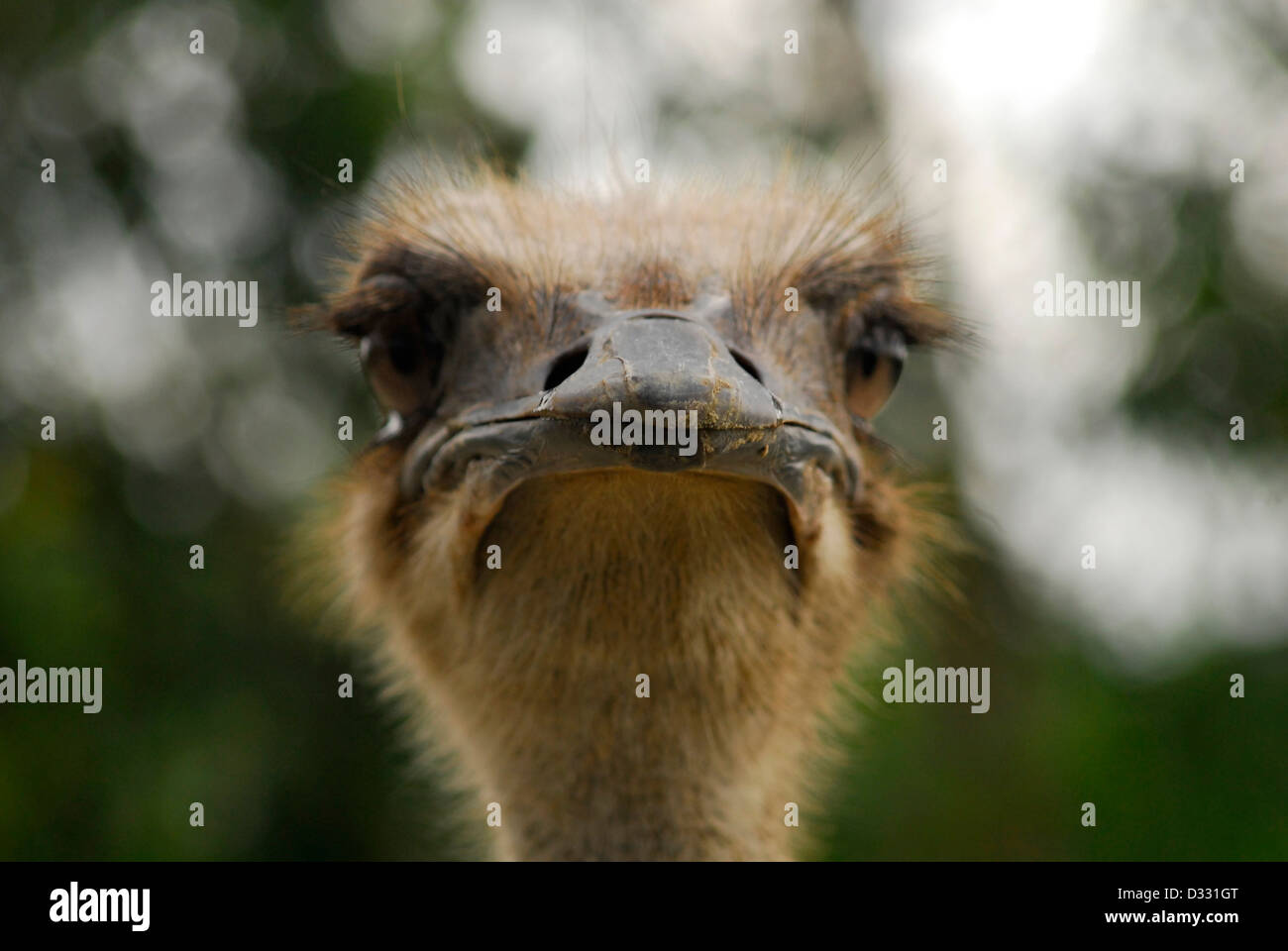 Ostrich eyes hi-res stock photography and images - Alamy