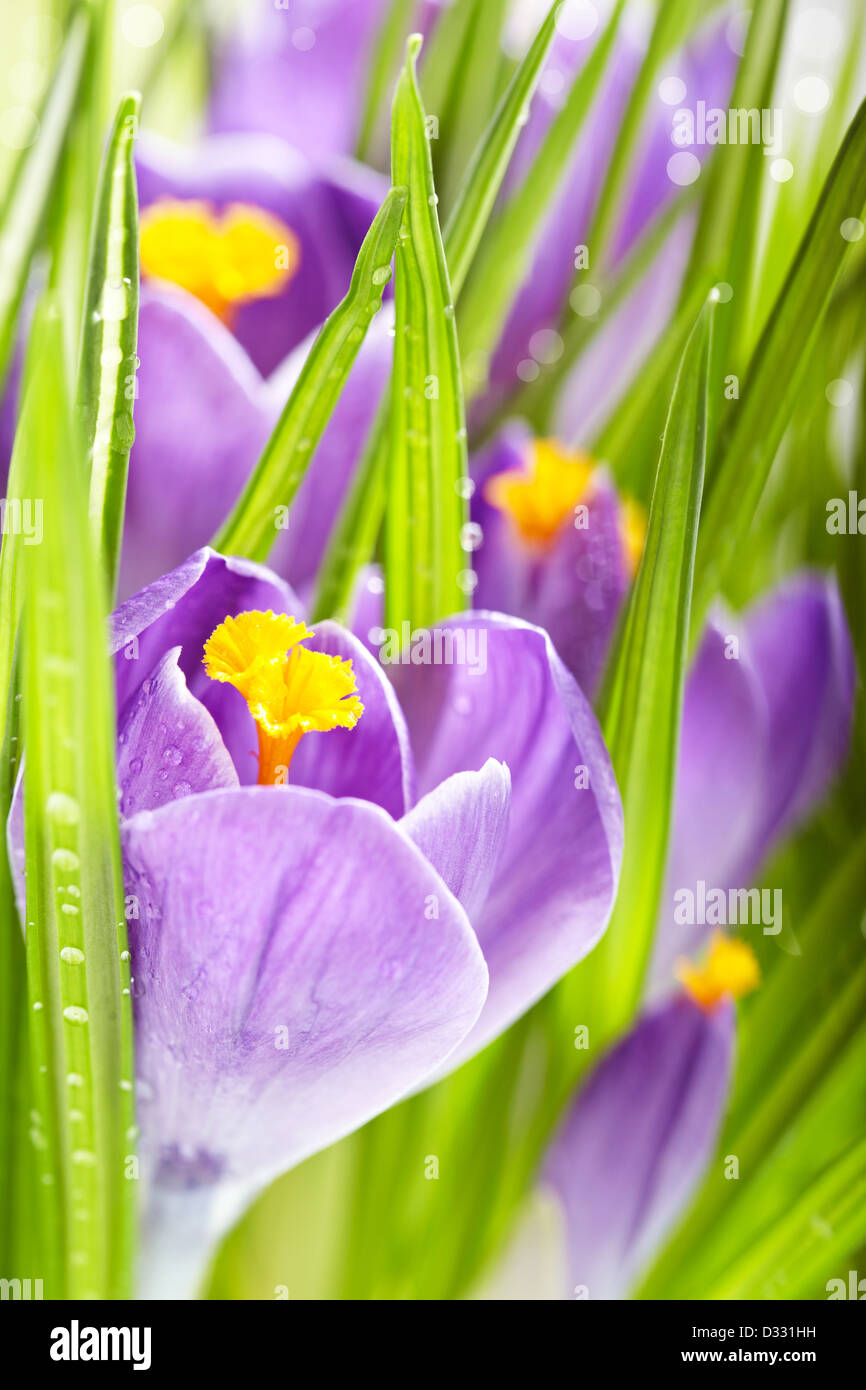 Beautiful gentle crocus flower hi-res stock photography and images - Alamy