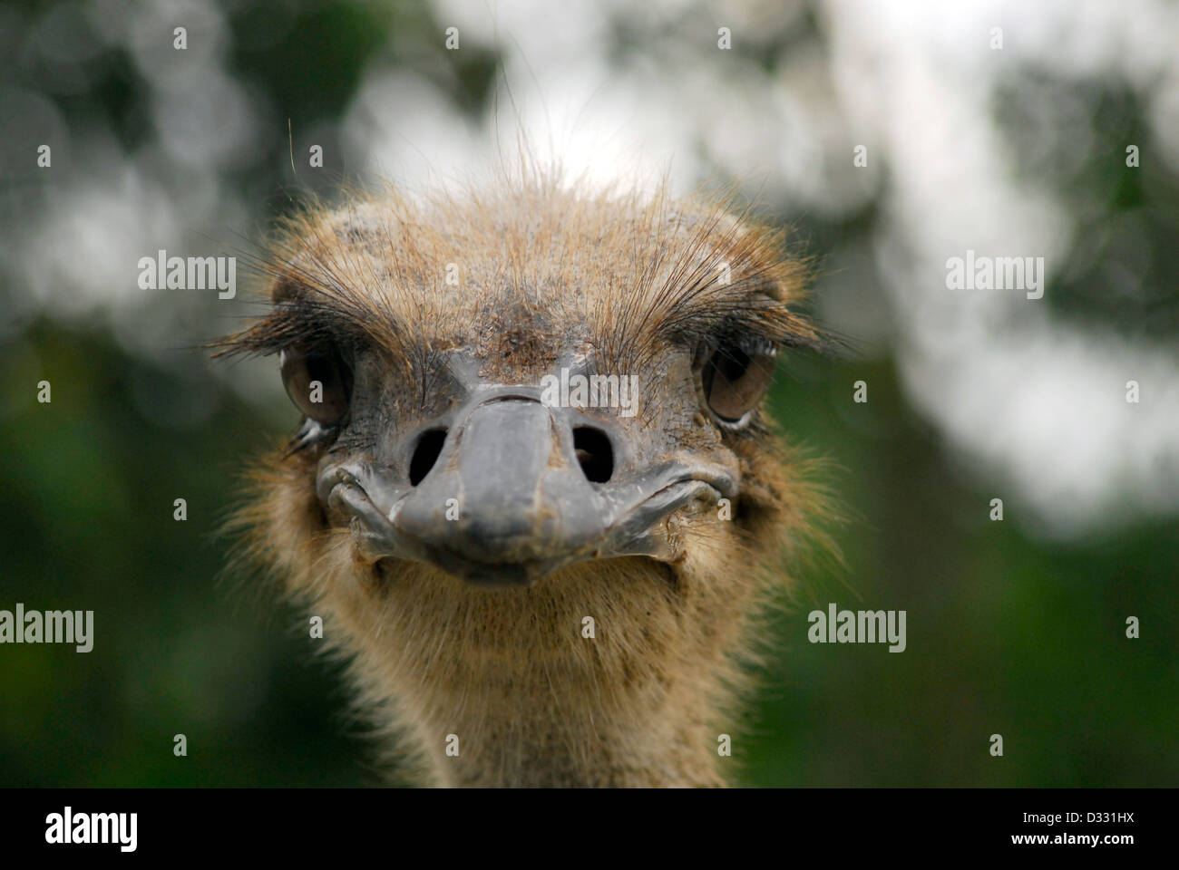 Close up detail of the head of an ostrich Stock Photo - Alamy