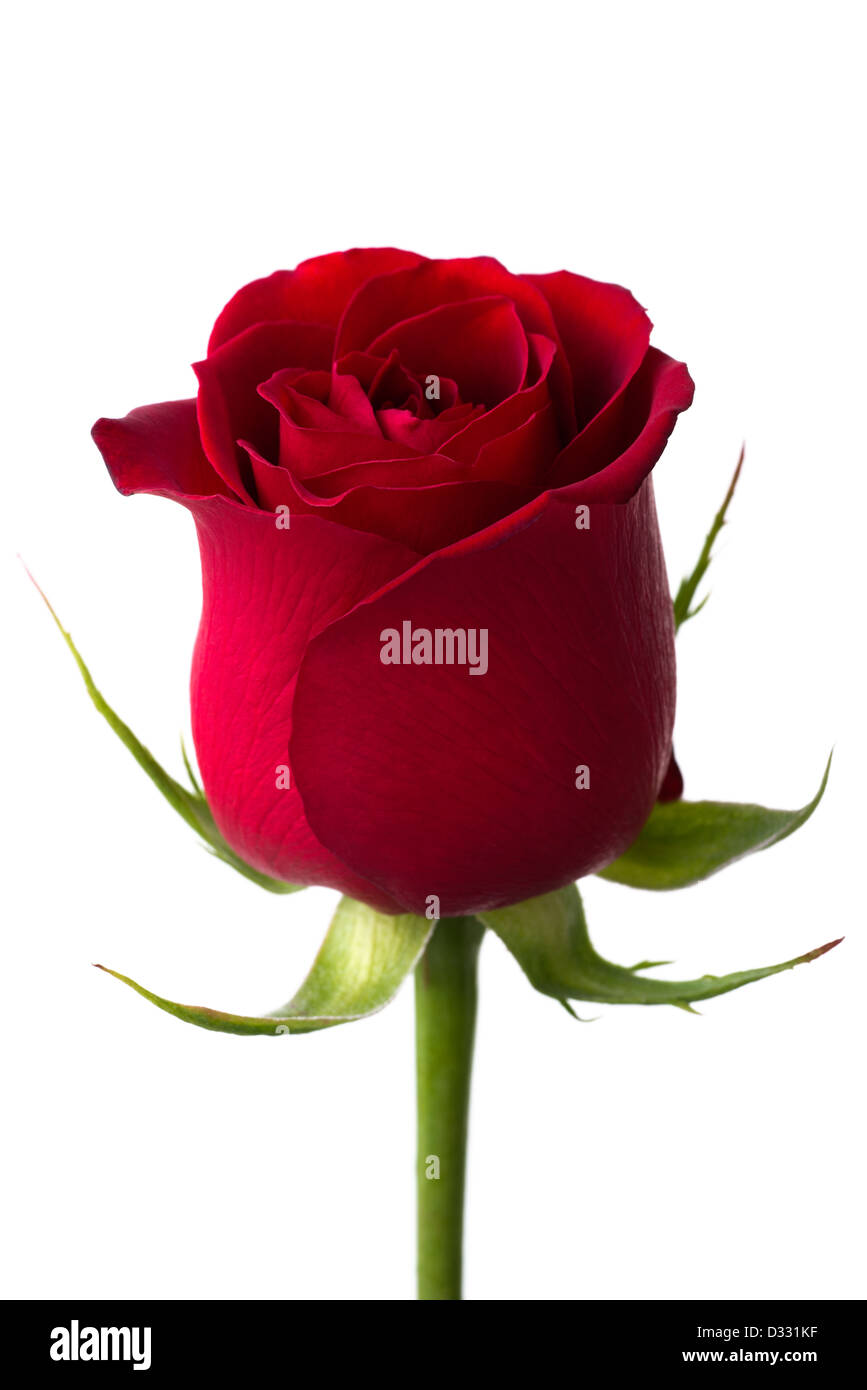 Flowers: single red rose, isolated on white background Stock Photo - Alamy