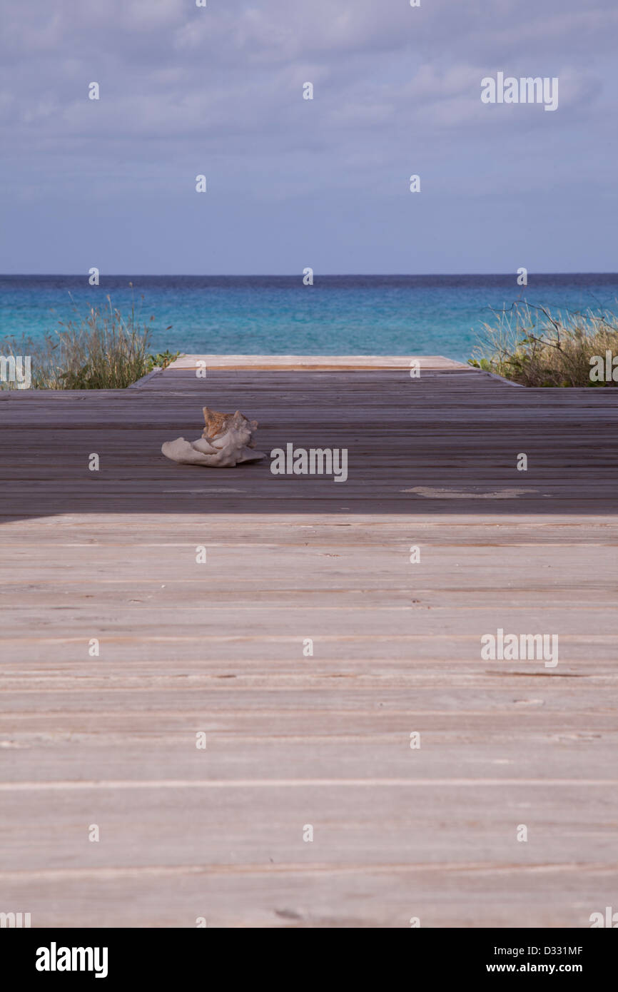 Conch Shell On The Beach Stock Photo - Alamy