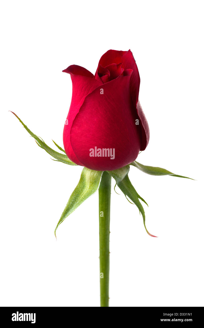 Flowers: single red rose, isolated on white background Stock Photo - Alamy