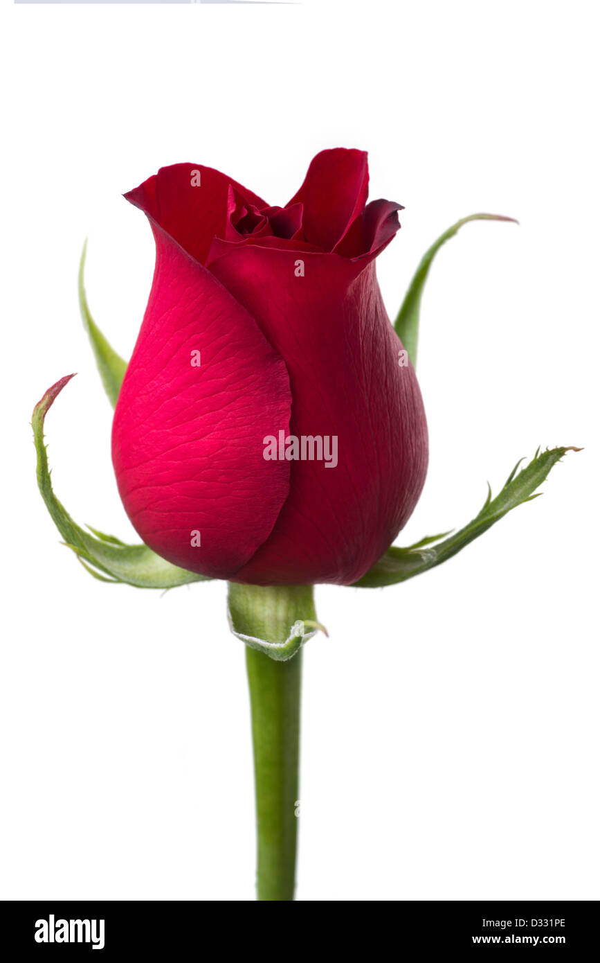 Flowers: single red rose, isolated on white background Stock Photo - Alamy