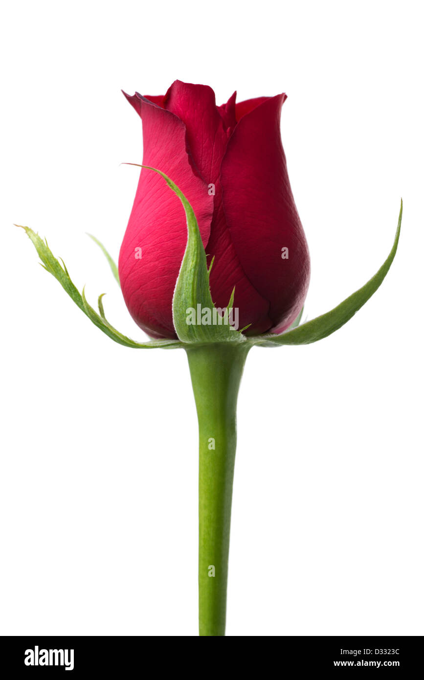 Flowers: single red rose, isolated on white background Stock Photo - Alamy