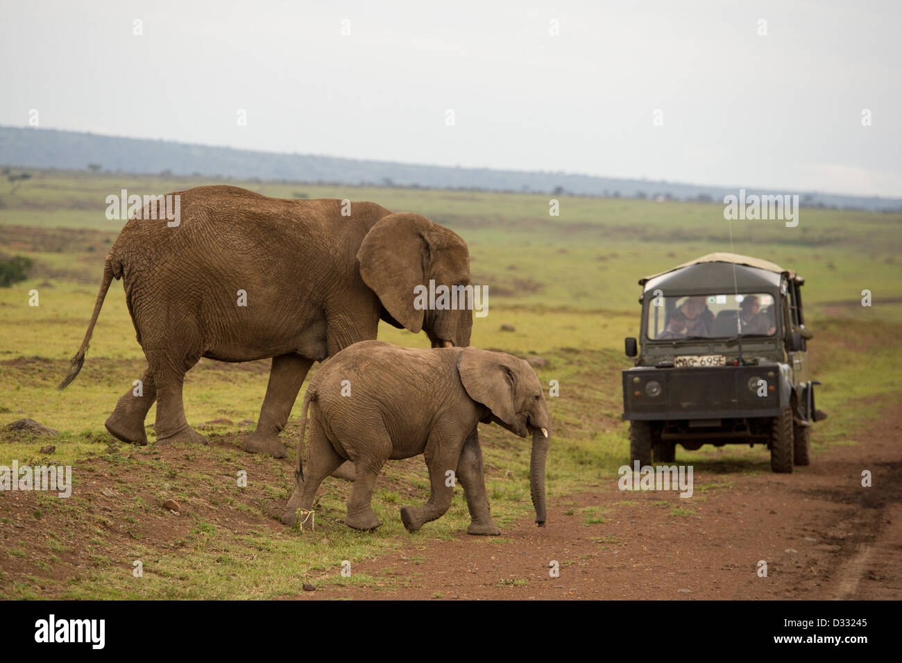 Safari vehicle with African elephant ( Loxodonta africana africana ...