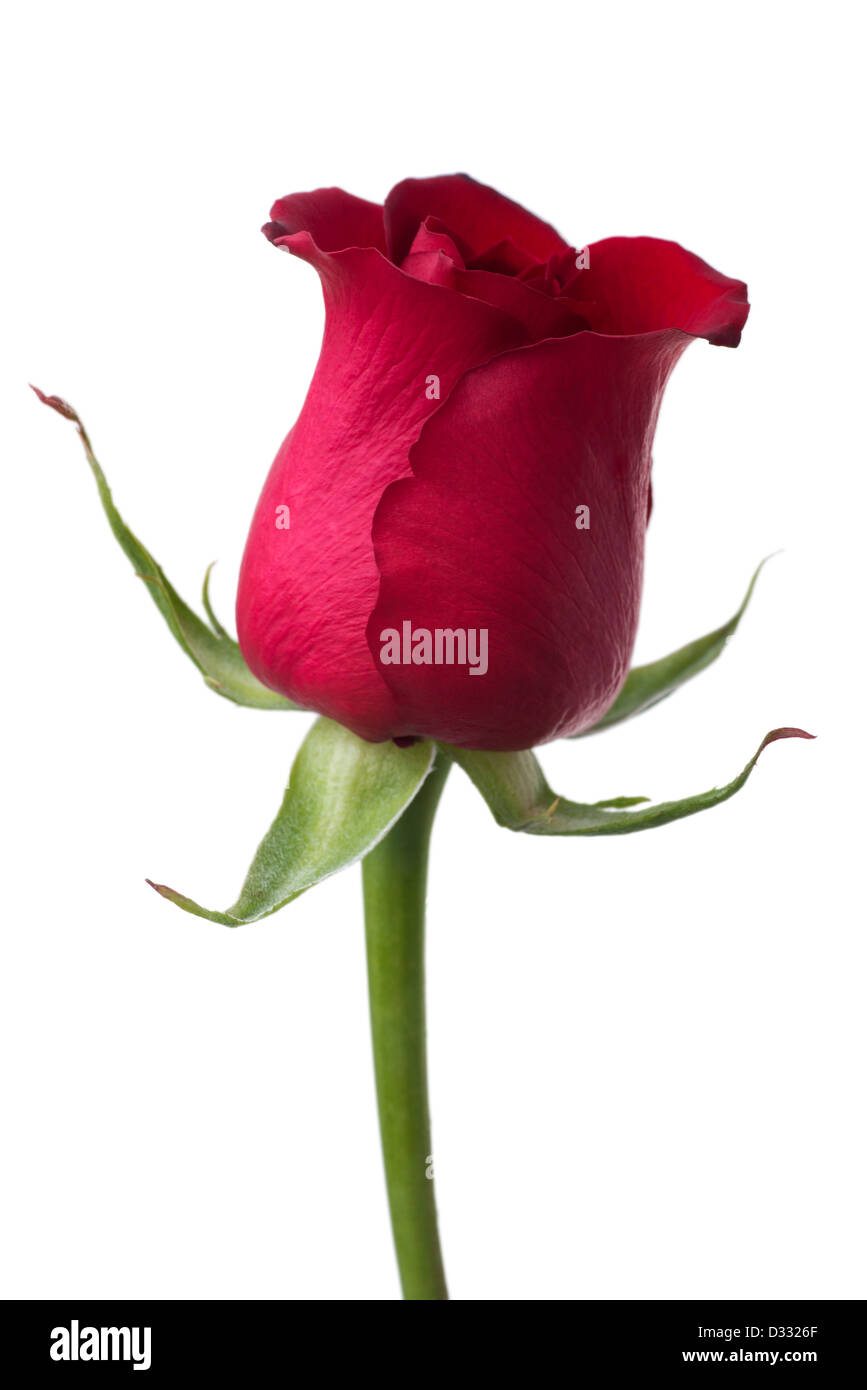 Beautiful Single Red Roses