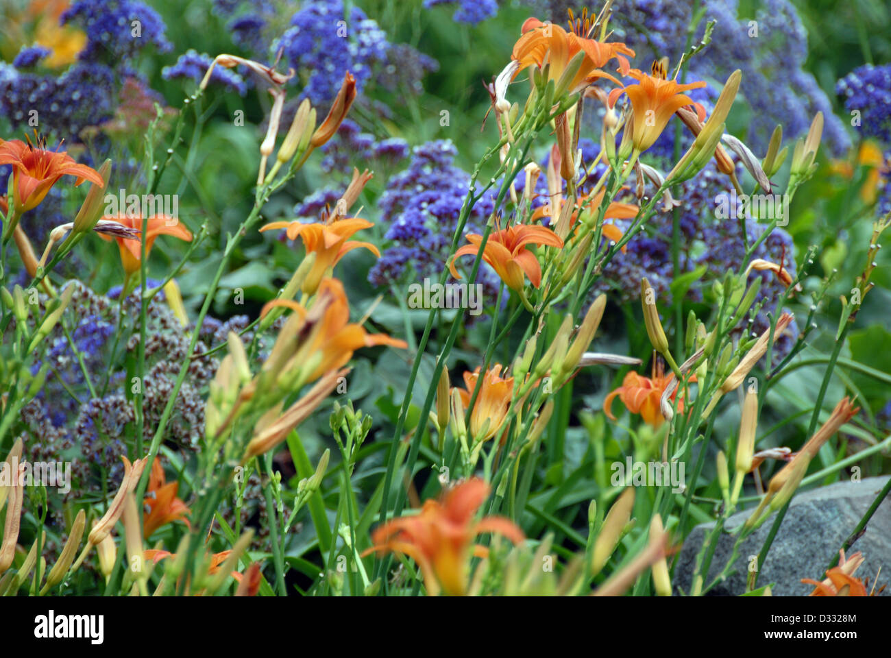 Orange Stargazer Lilies