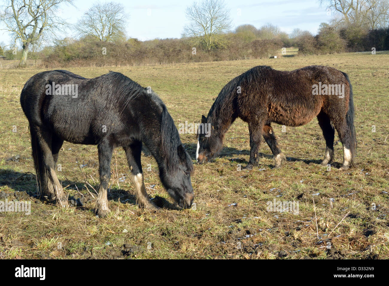 Horses fetlock hi-res stock photography and images - Alamy