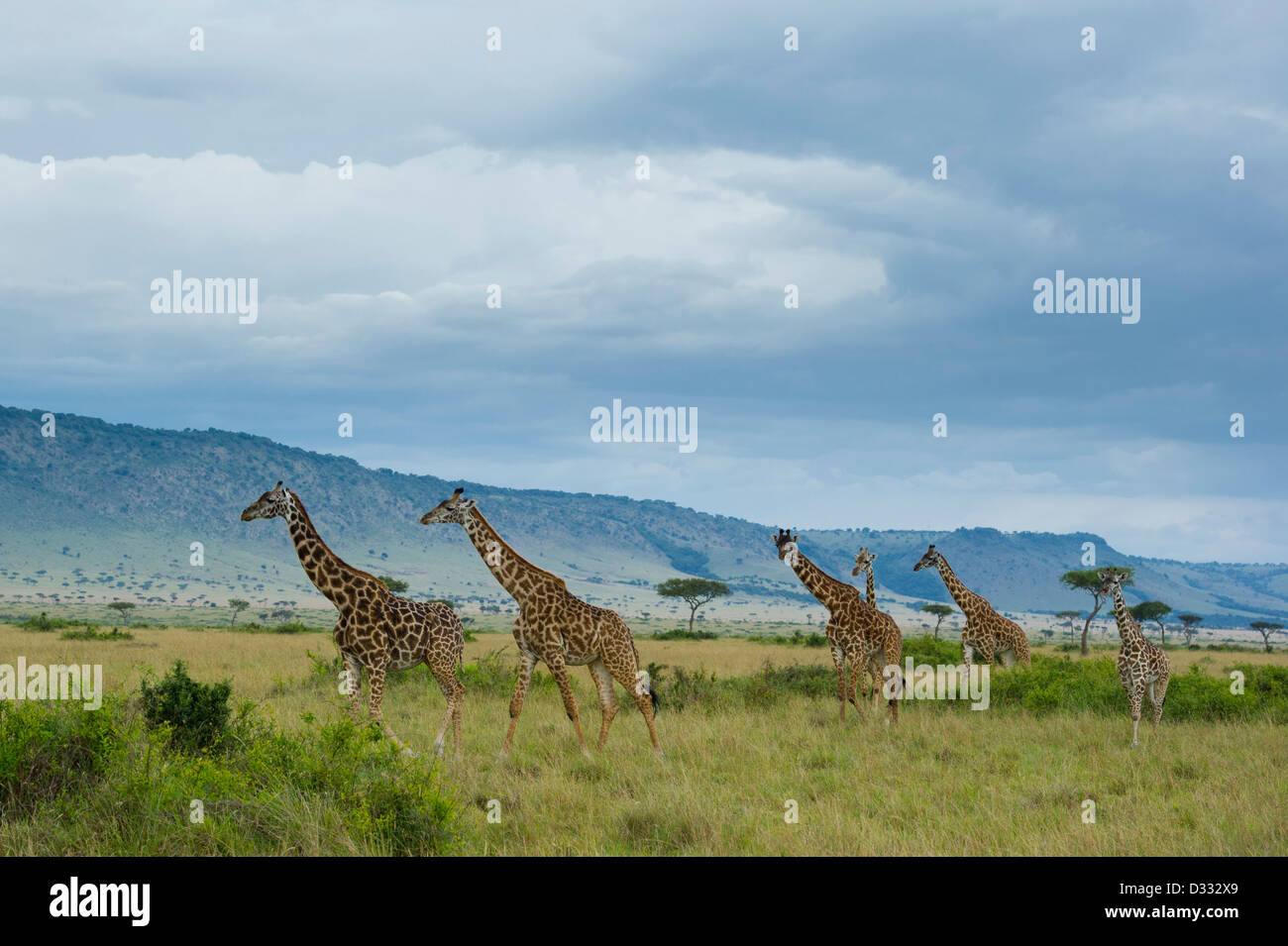 Maasai giraffe (Giraffa camelopardalis tippelskirchi) in front of the ...