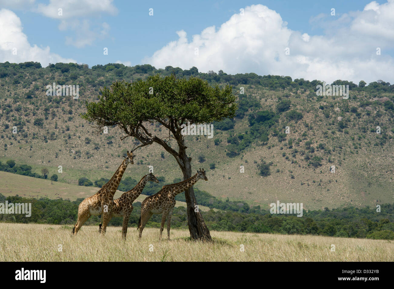 Maasai giraffe (Giraffa camelopardalis tippelskirchi) in front of the ...