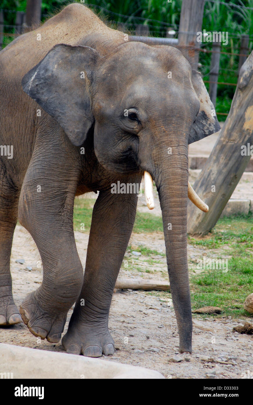 asian Elephant holding up its leg Stock Photo - Alamy