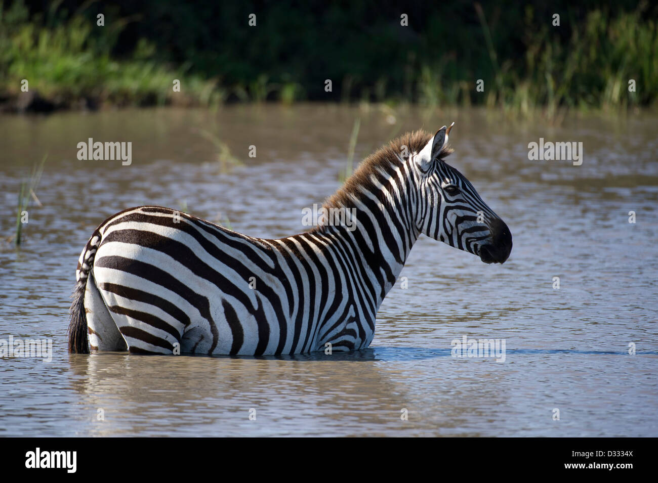 Zebra in water hi-res stock photography and images - Alamy