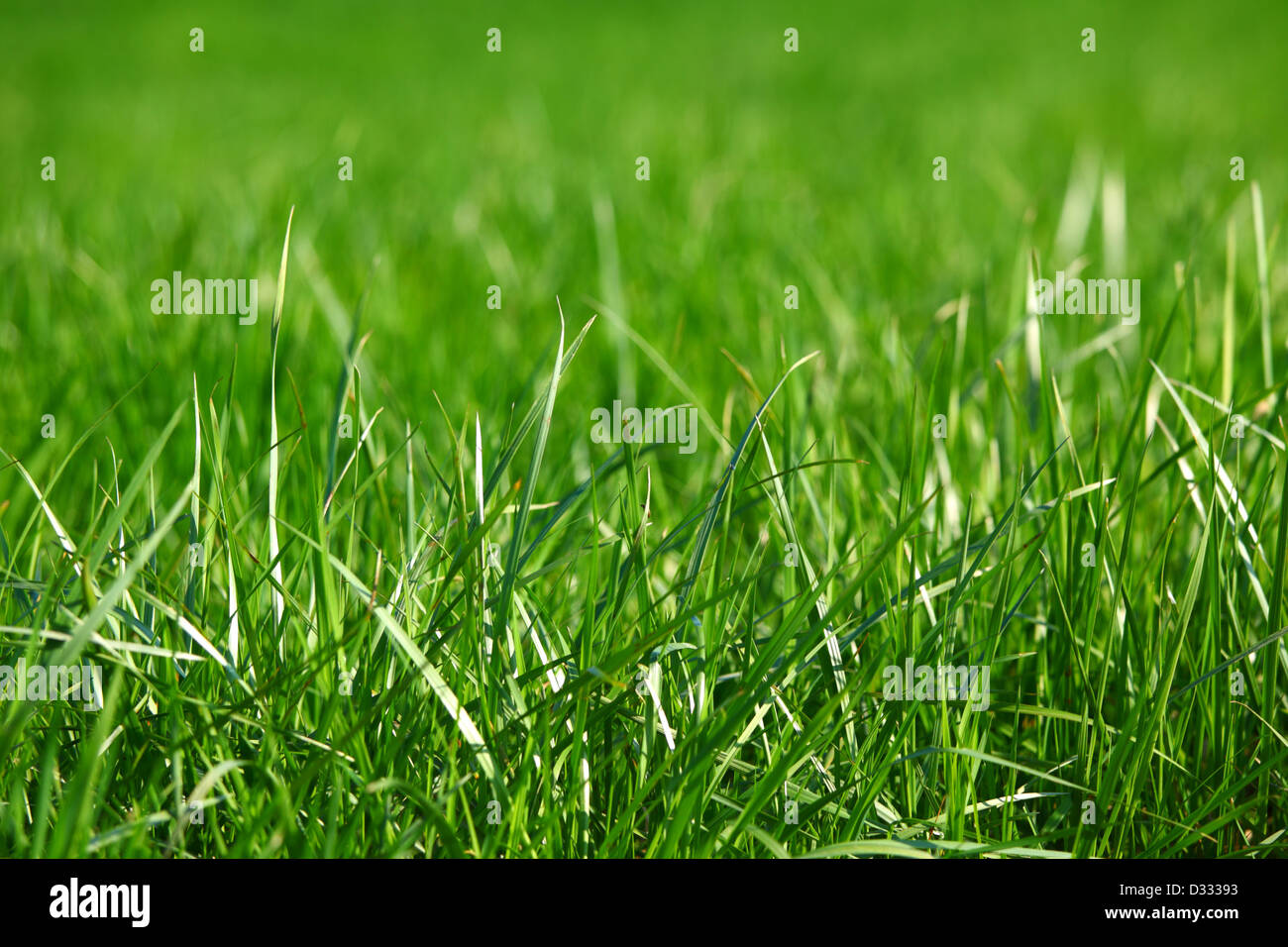 green grass macro close up Stock Photo - Alamy