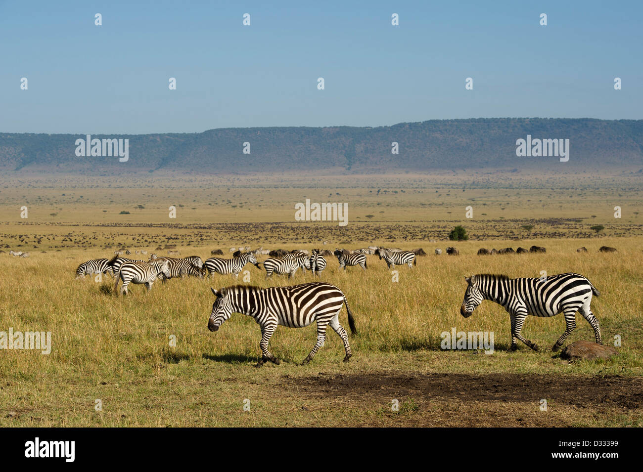 Burchell's zebra (Equus burchellii), Maasai Mara National Reserve ...