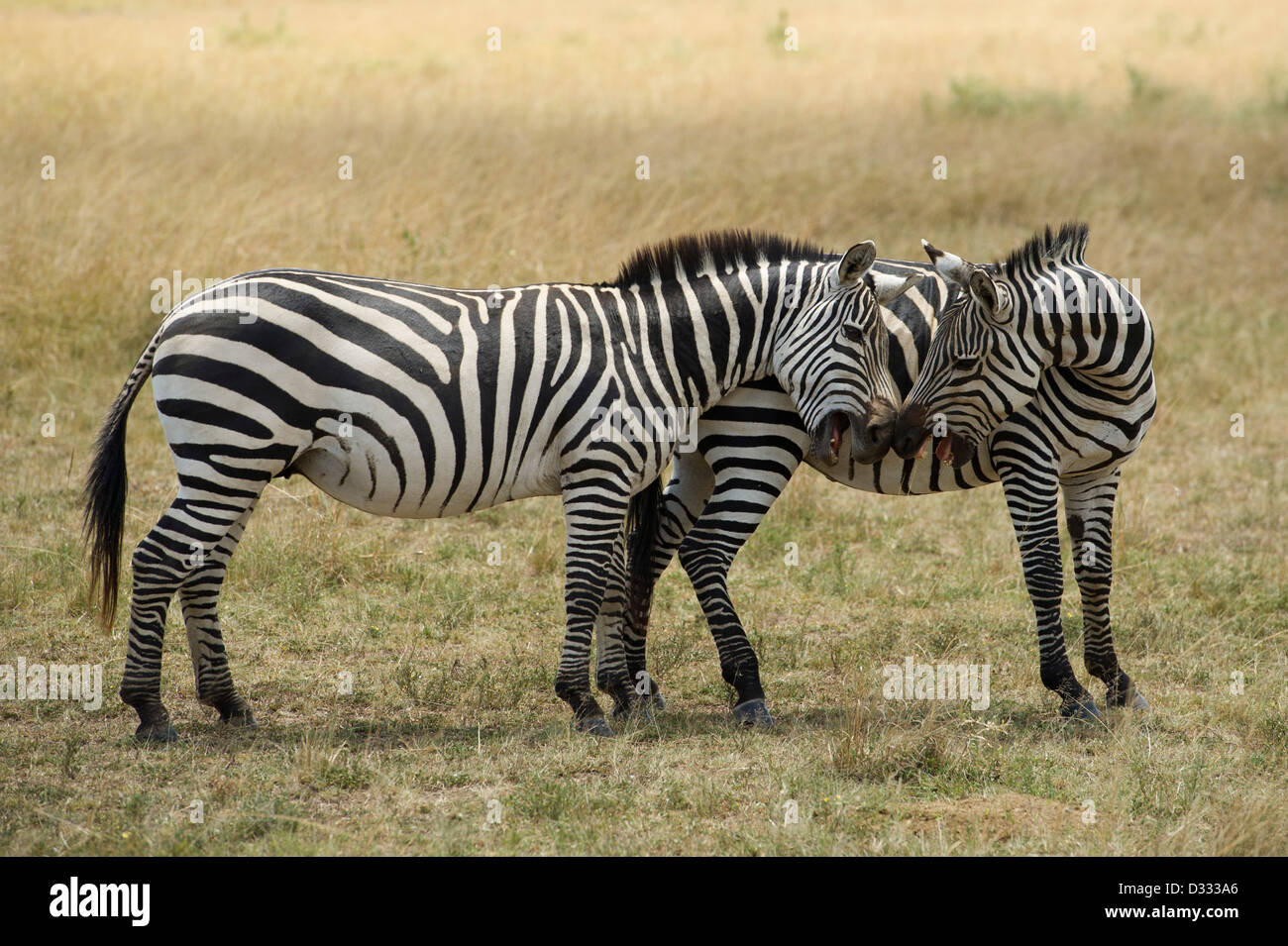 Burchell's zebra (Equus burchellii), Maasai Mara National Reserve ...