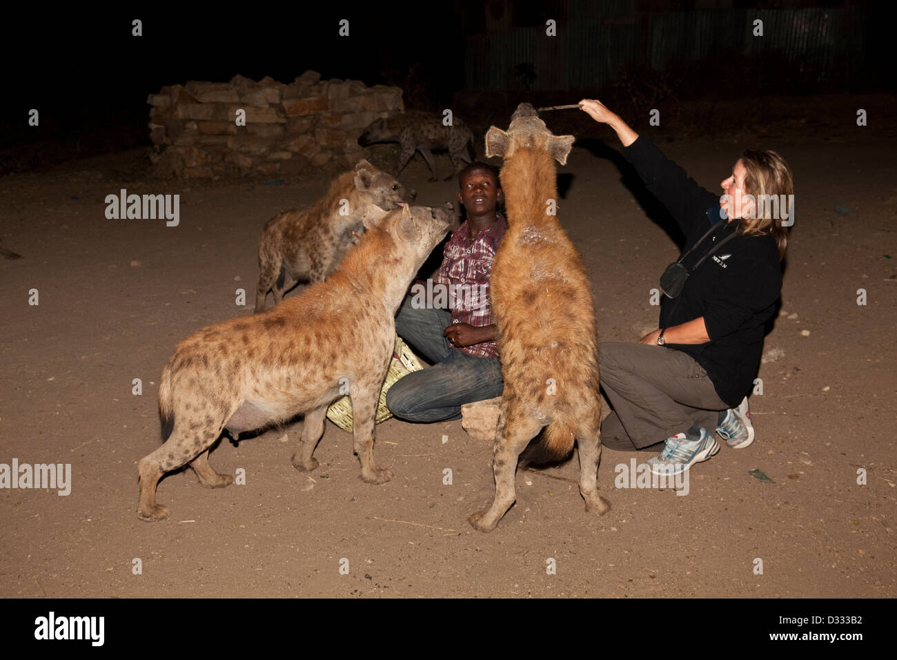Tourist feeding the Hyenas, Harar, Ethiopia Stock Photo - Alamy
