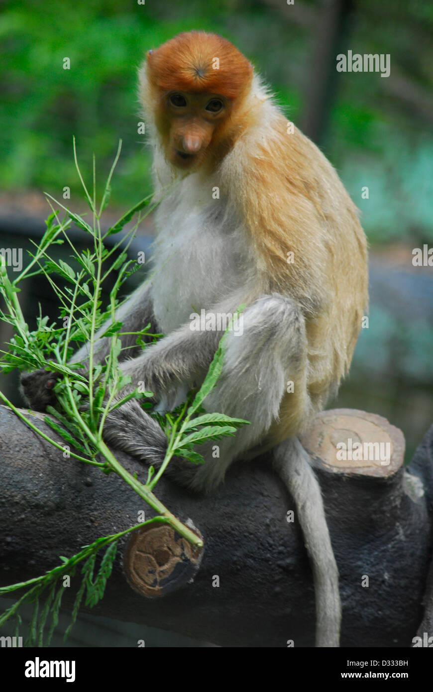 proboscis monkey holding a branch in sabah malaysia Stock Photo - Alamy