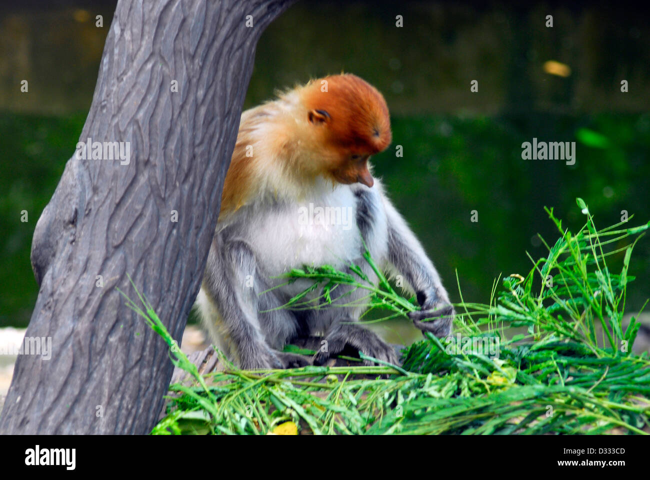 proboscis monkey sabah malaysia Stock Photo - Alamy