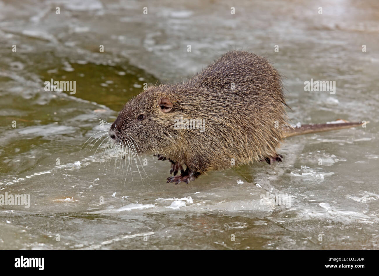 Coypu / Myocastor coypus Stock Photo - Alamy
