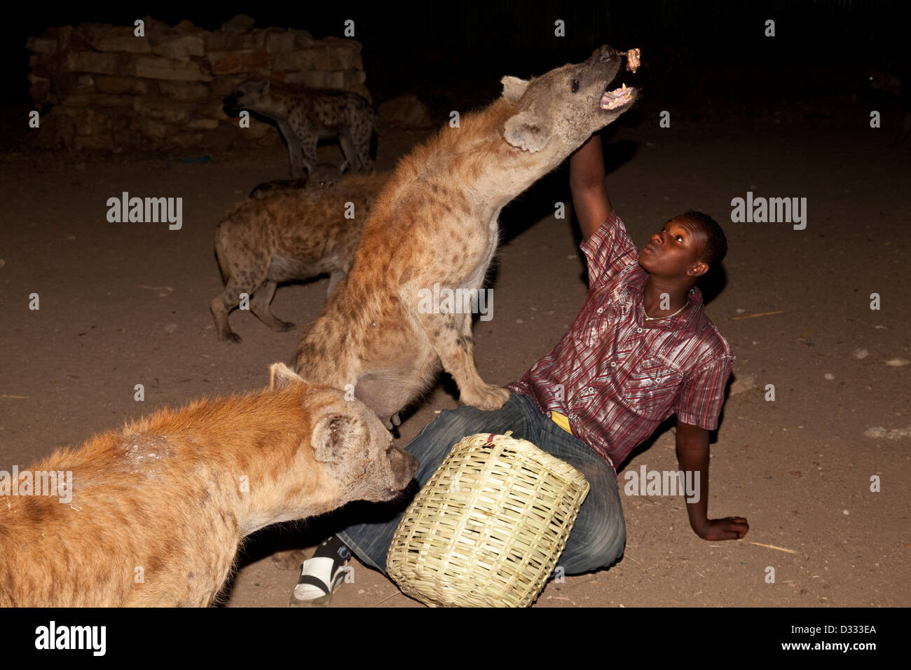 Hyena feed hi-res stock photography and images - Alamy