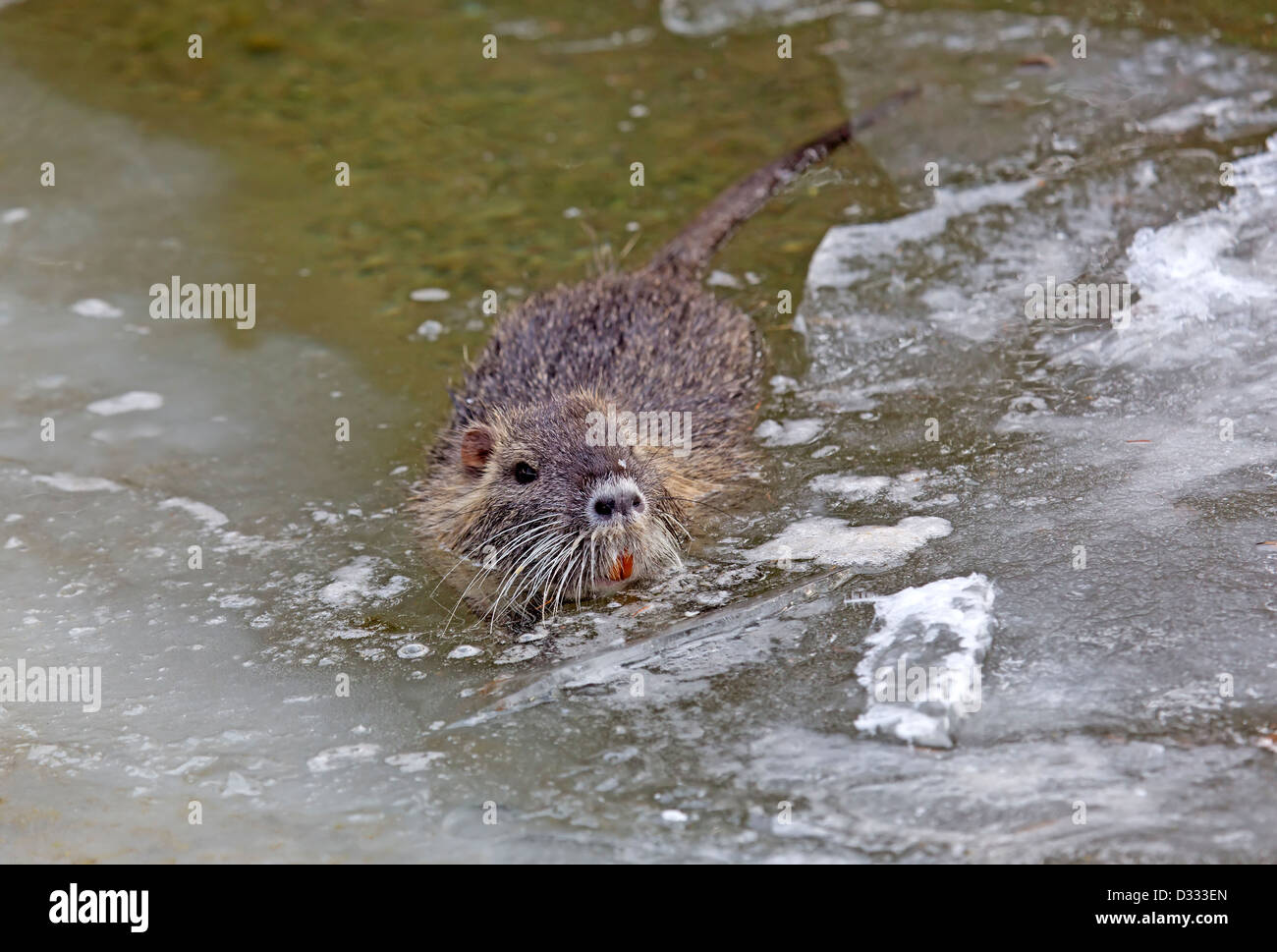 Coipo nutria myocastor coypus swimming hi-res stock photography and ...