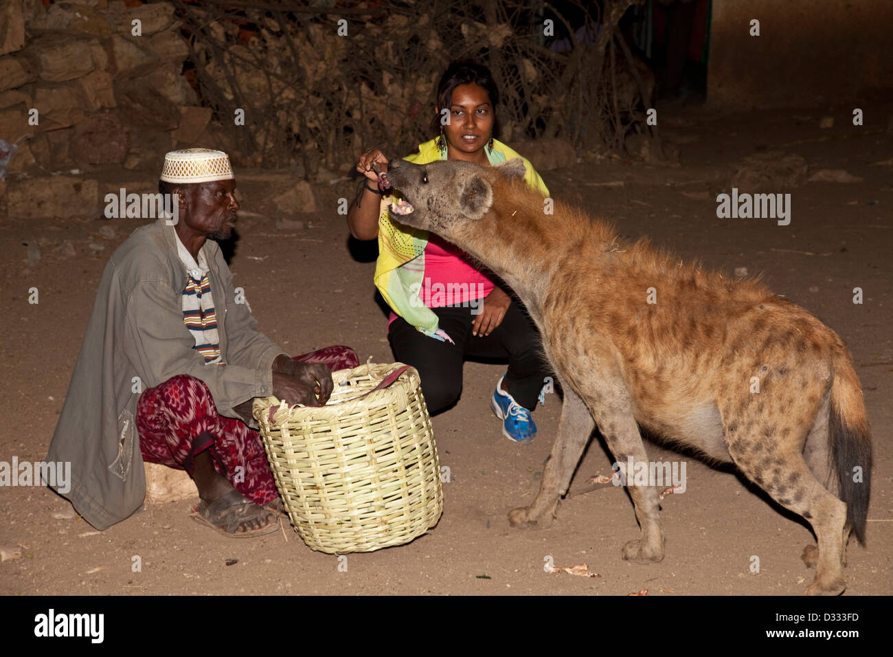 Hyena feed hi-res stock photography and images - Alamy