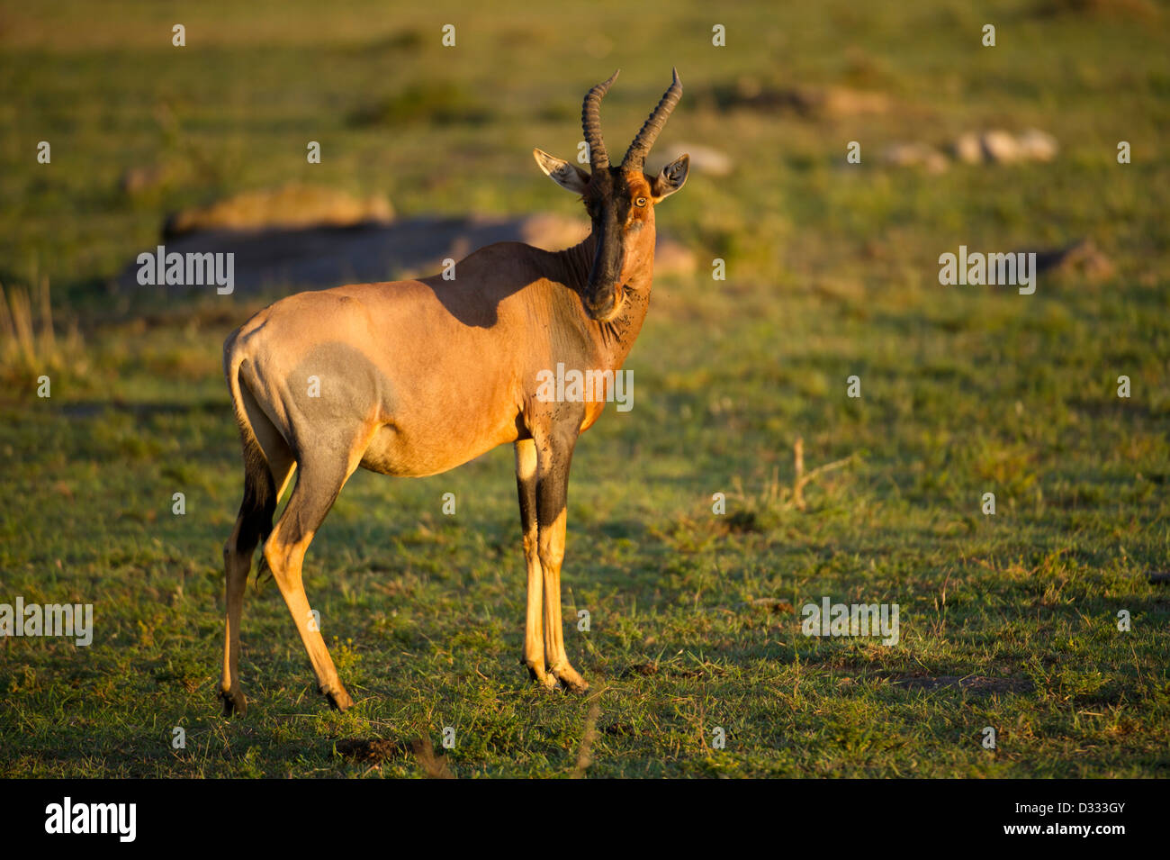 Topi (Damaliscus lunatus jimela), Maasai Mara National Reserve, Kenya ...