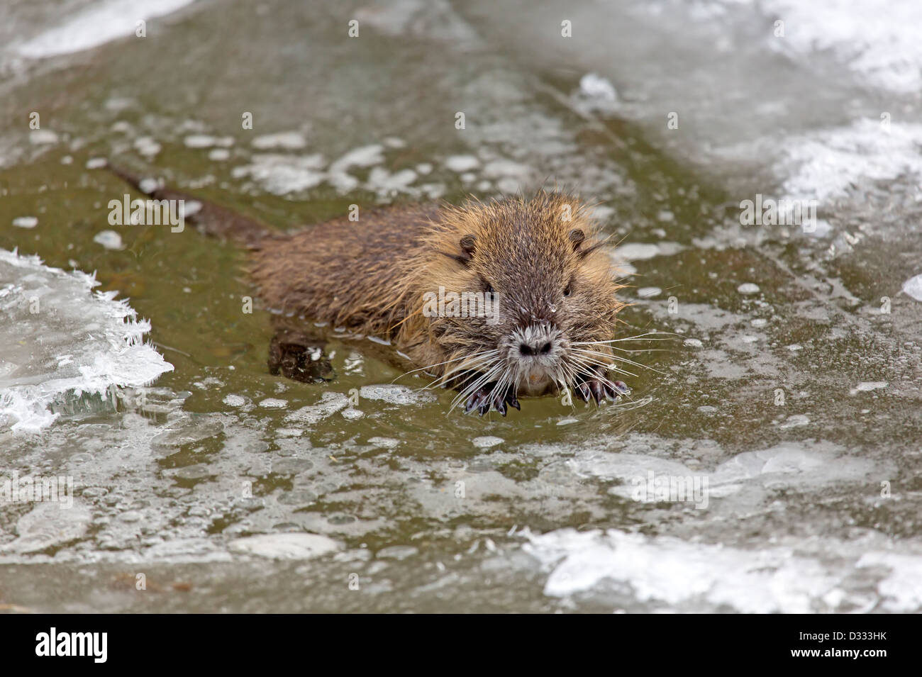 Coypu / Myocastor coypus Stock Photo - Alamy