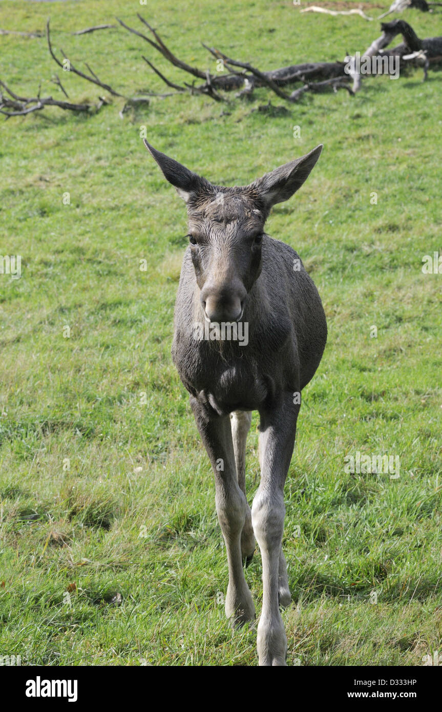 Elk Yearling High Resolution Stock Photography and Images - Alamy