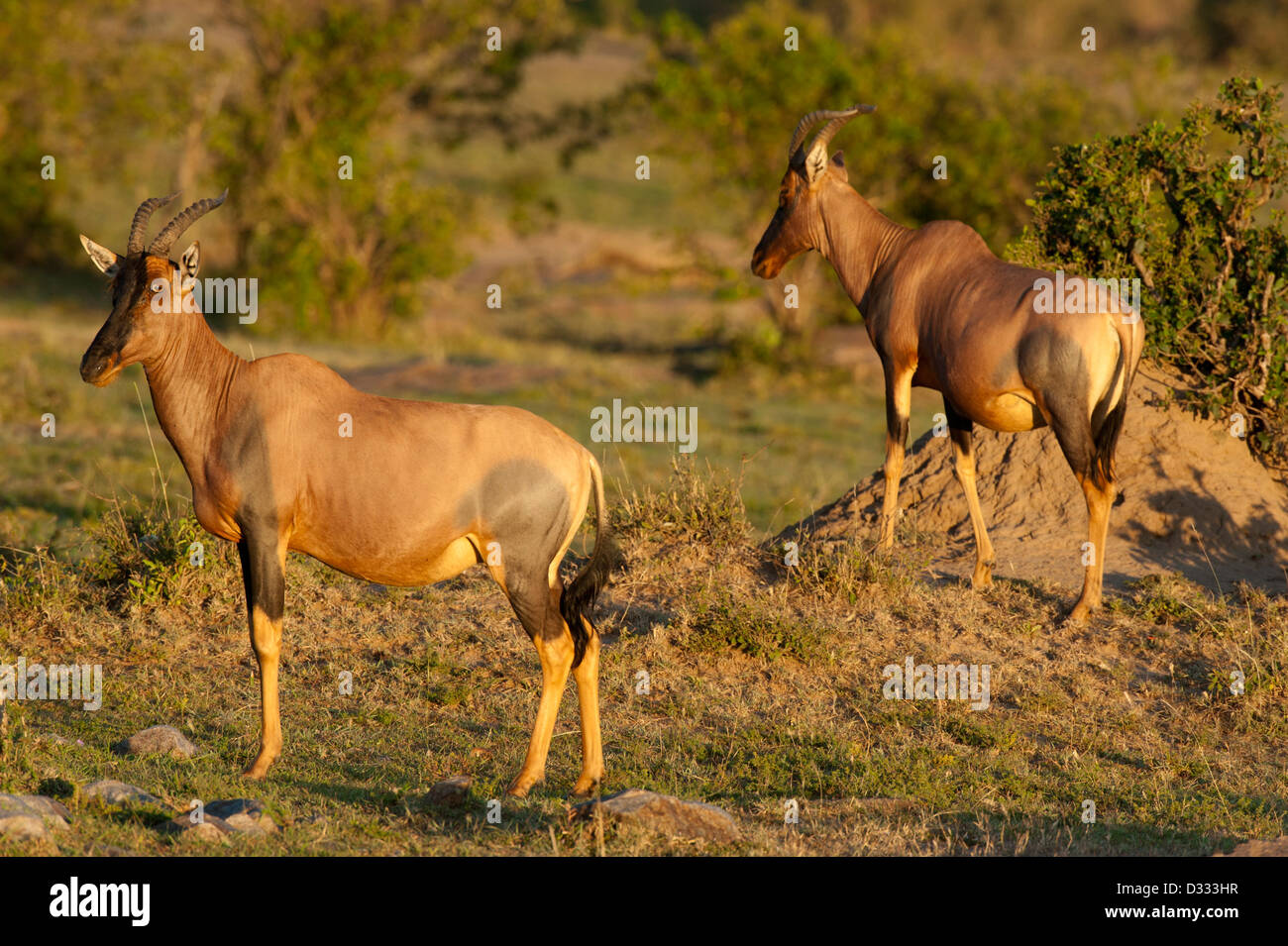 Topi (Damaliscus lunatus jimela), Maasai Mara National Reserve, Kenya ...