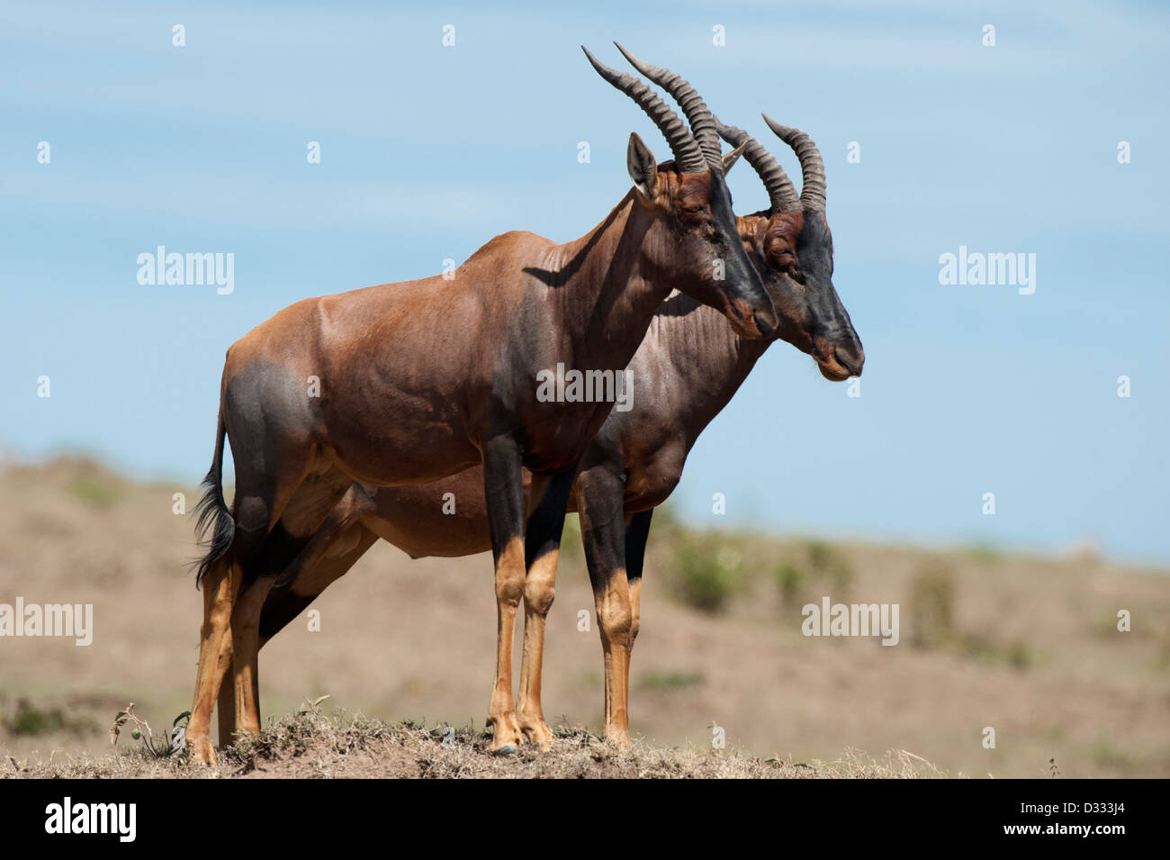 Topi (Damaliscus lunatus jimela) standing on a termite mound, Maasai ...
