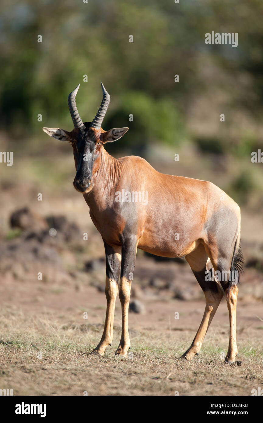 Topi (Damaliscus lunatus jimela), Maasai Mara National Reserve, Kenya ...