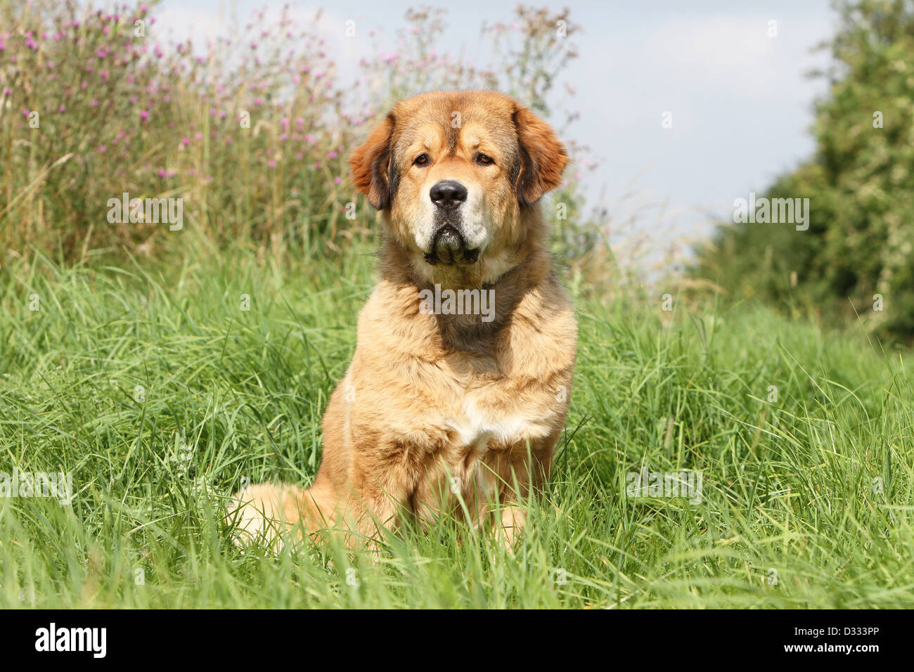 Golden Retriever Tibetan Mastiff Mix