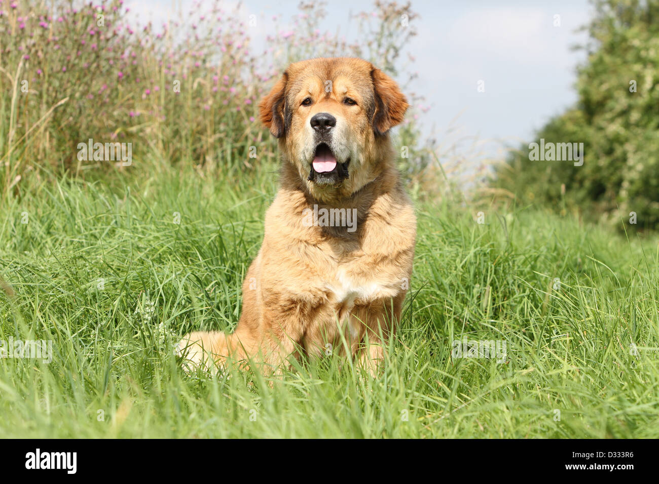 Dog Tibetan Mastiff / do-khyi / Tibetdogge adult sitting in a meadow ...