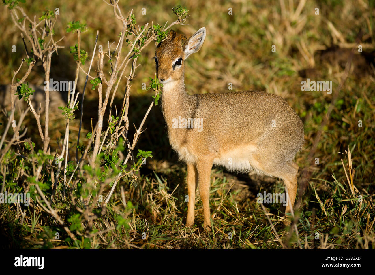 Kirk's dik-dik ( Madoqua kirki), Maasai Mara National Reserve, Kenya ...