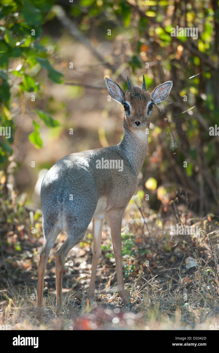 Kirk's dik-dik ( Madoqua kirki), Maasai Mara National Reserve, Kenya ...