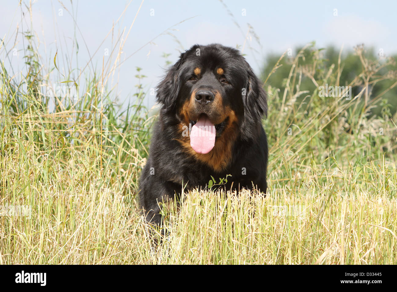 Dog Tibetan Mastiff / do-khyi / Tibetdogge adult portrait Stock Photo ...