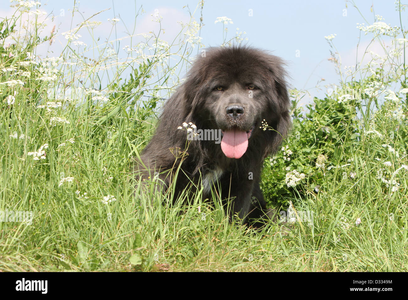 Dog Tibetan Mastiff / do-khyi / Tibetdogge adult sitting in a meadow ...