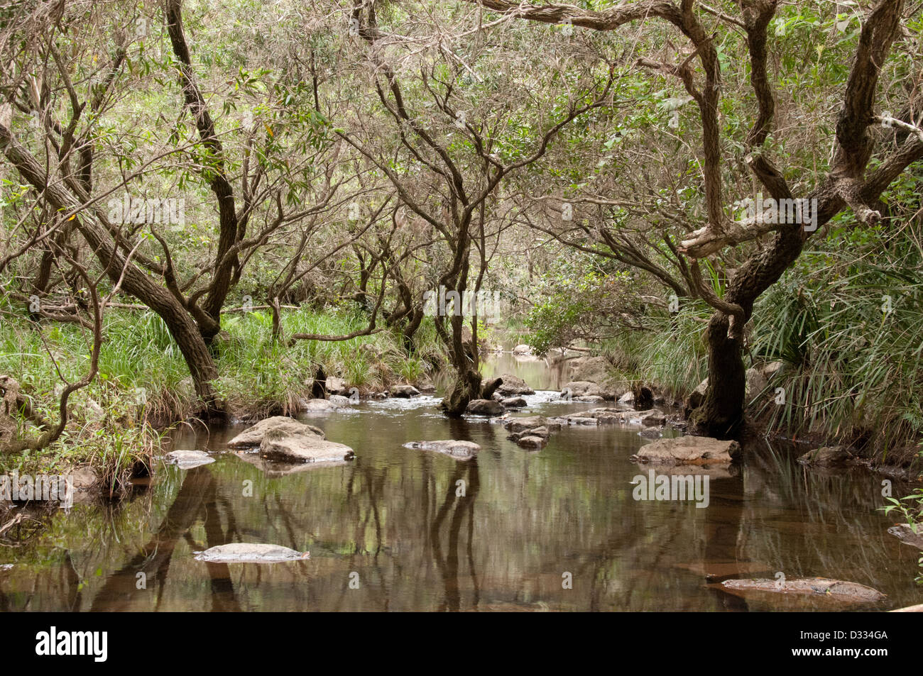 little creek in bushland near Mount Mee, Brisbane, Queensland ...