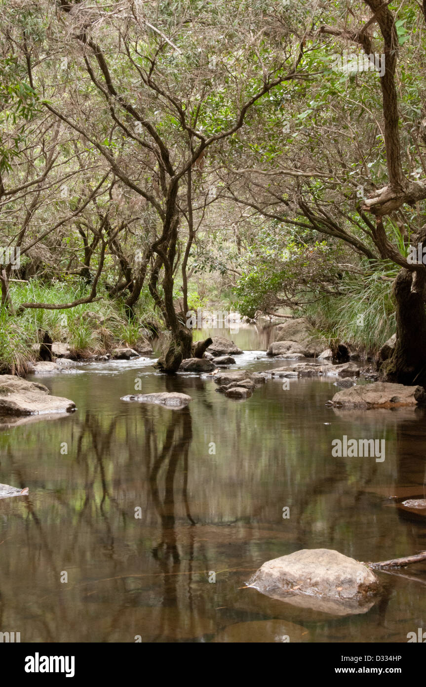 little creek in bushland near Mount Mee, Brisbane, Queensland ...