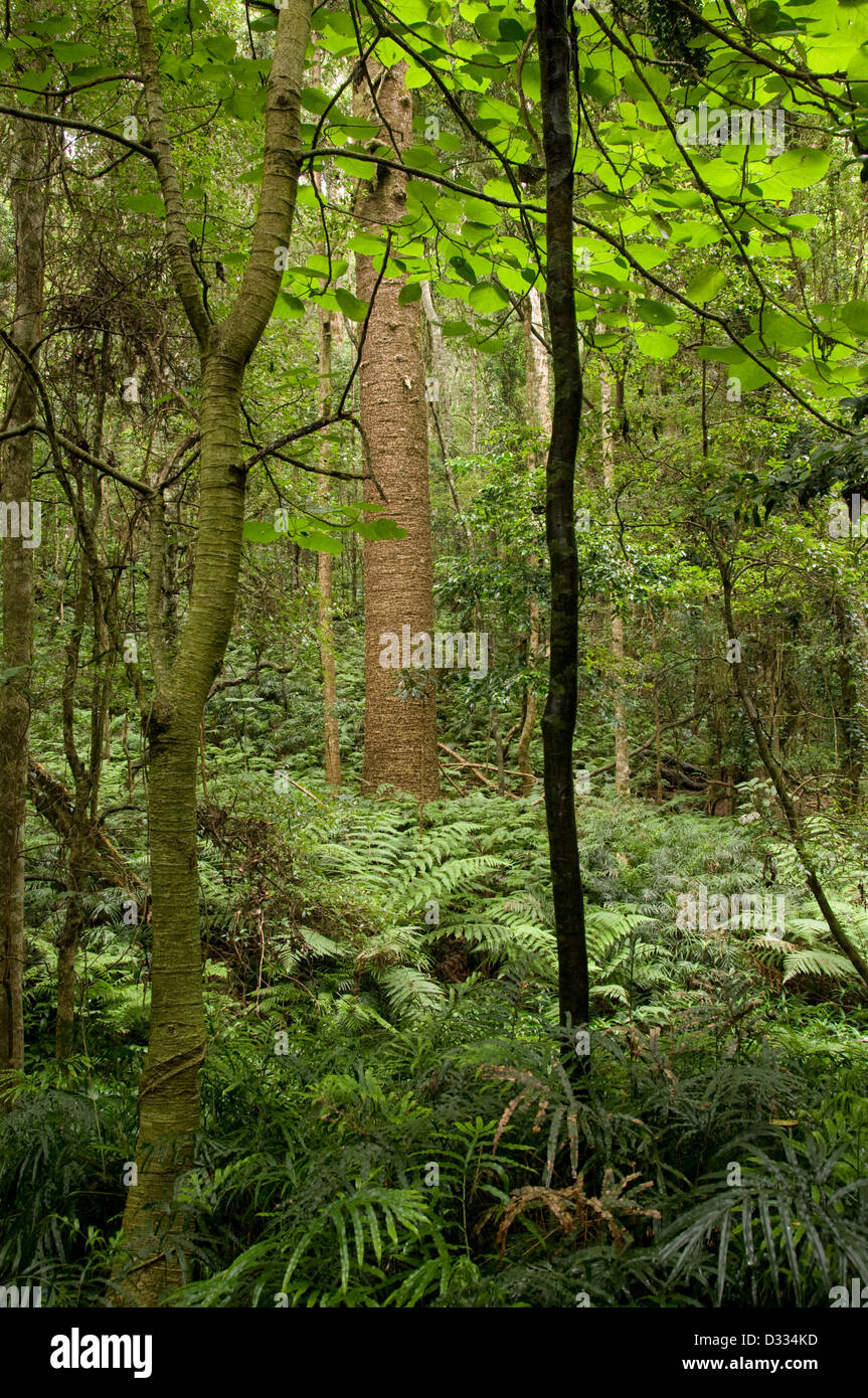 Bunya Mountains National Park, west of Brisbane, Queensland, Australia ...