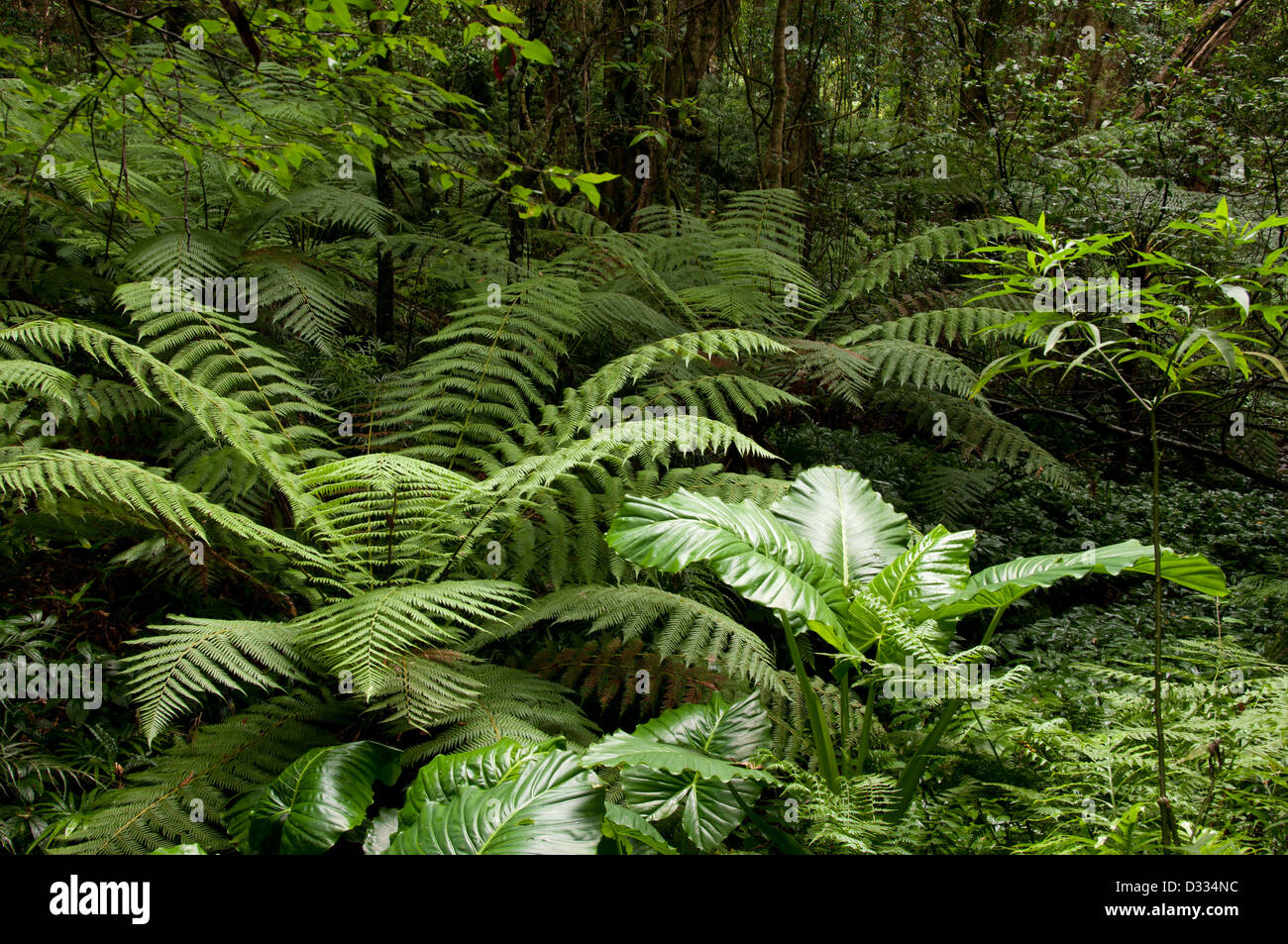 Bunya Mountains National Park, west of Brisbane, Queensland, Australia ...