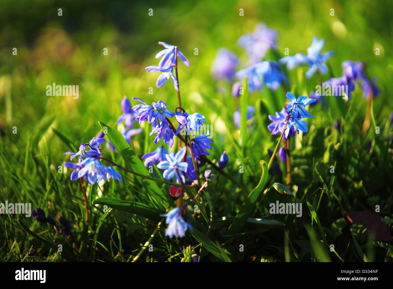spring flower close up macro Stock Photo - Alamy