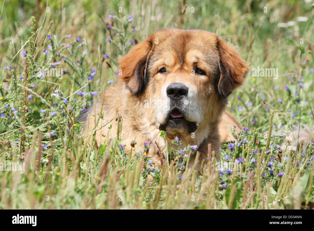 Dog Tibetan Mastiff / do-khyi / Tibetdogge adult portrait Stock Photo ...