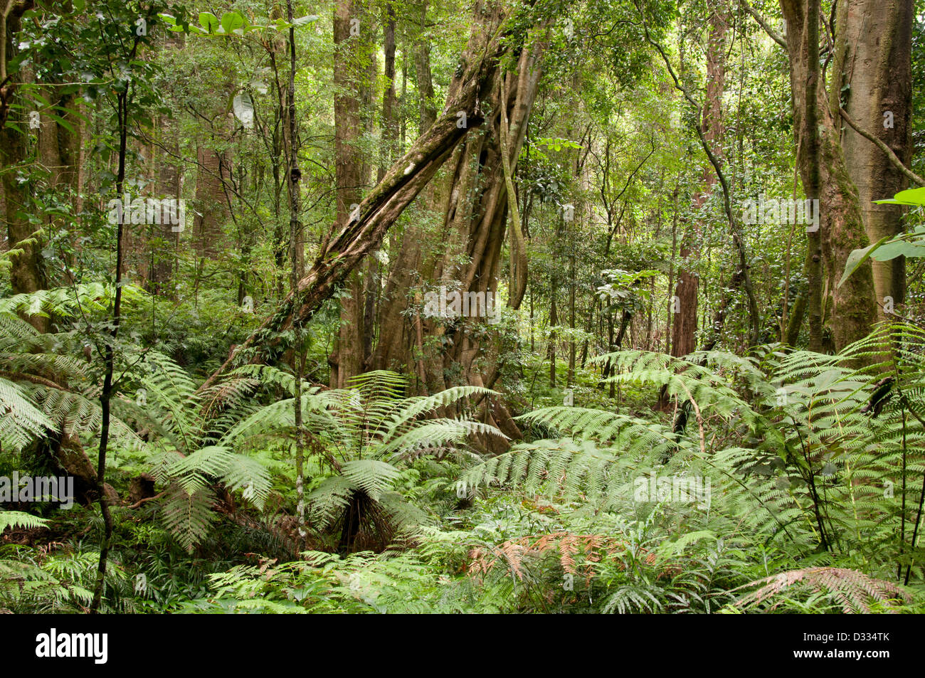 Bunya Mountains National Park, west of Brisbane, Queensland, Australia ...