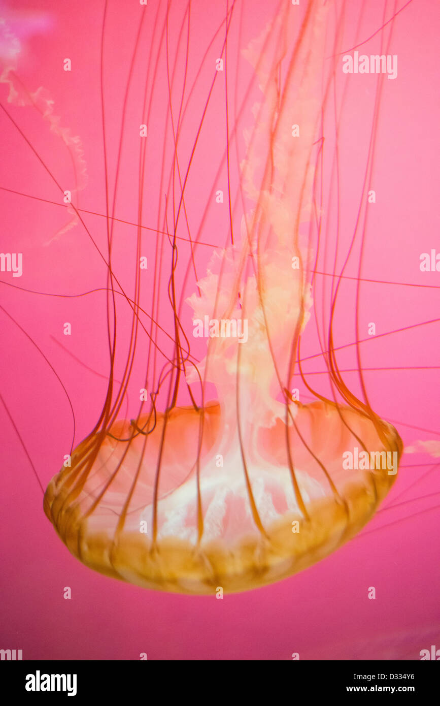 Pink Pacific Sea Nettle Jellyfish