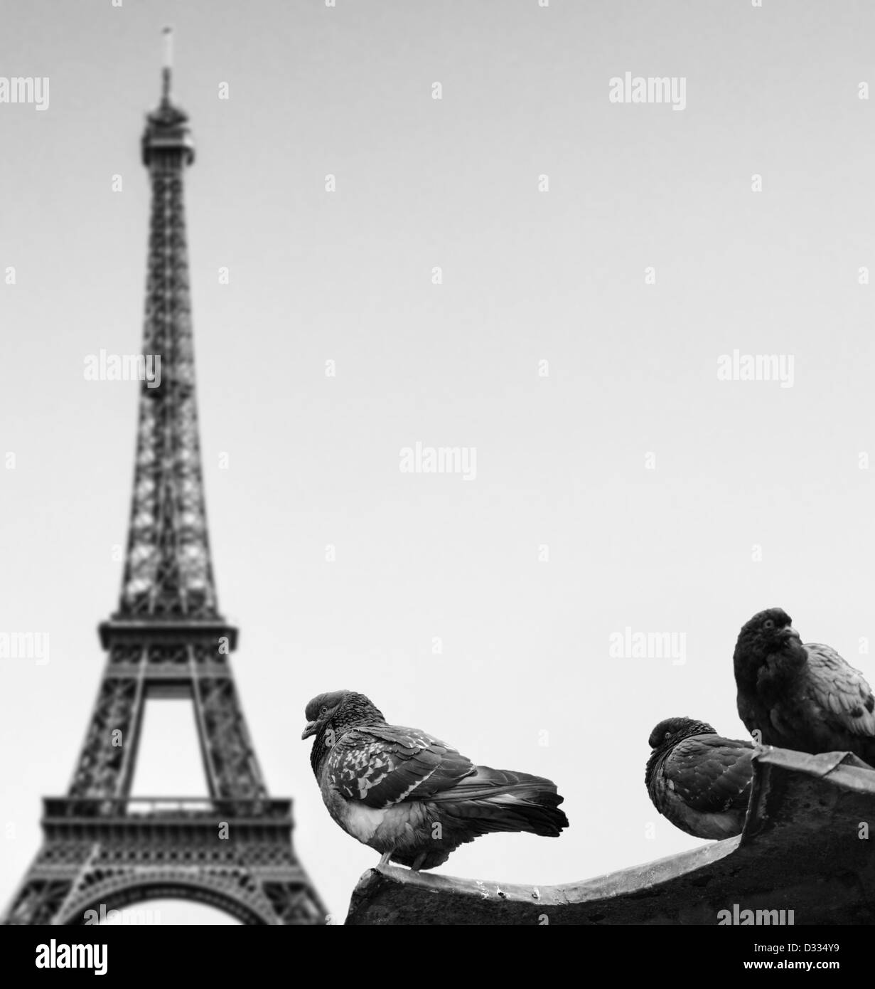 Pigeons against Eiffel tower - Paris France Stock Photo - Alamy