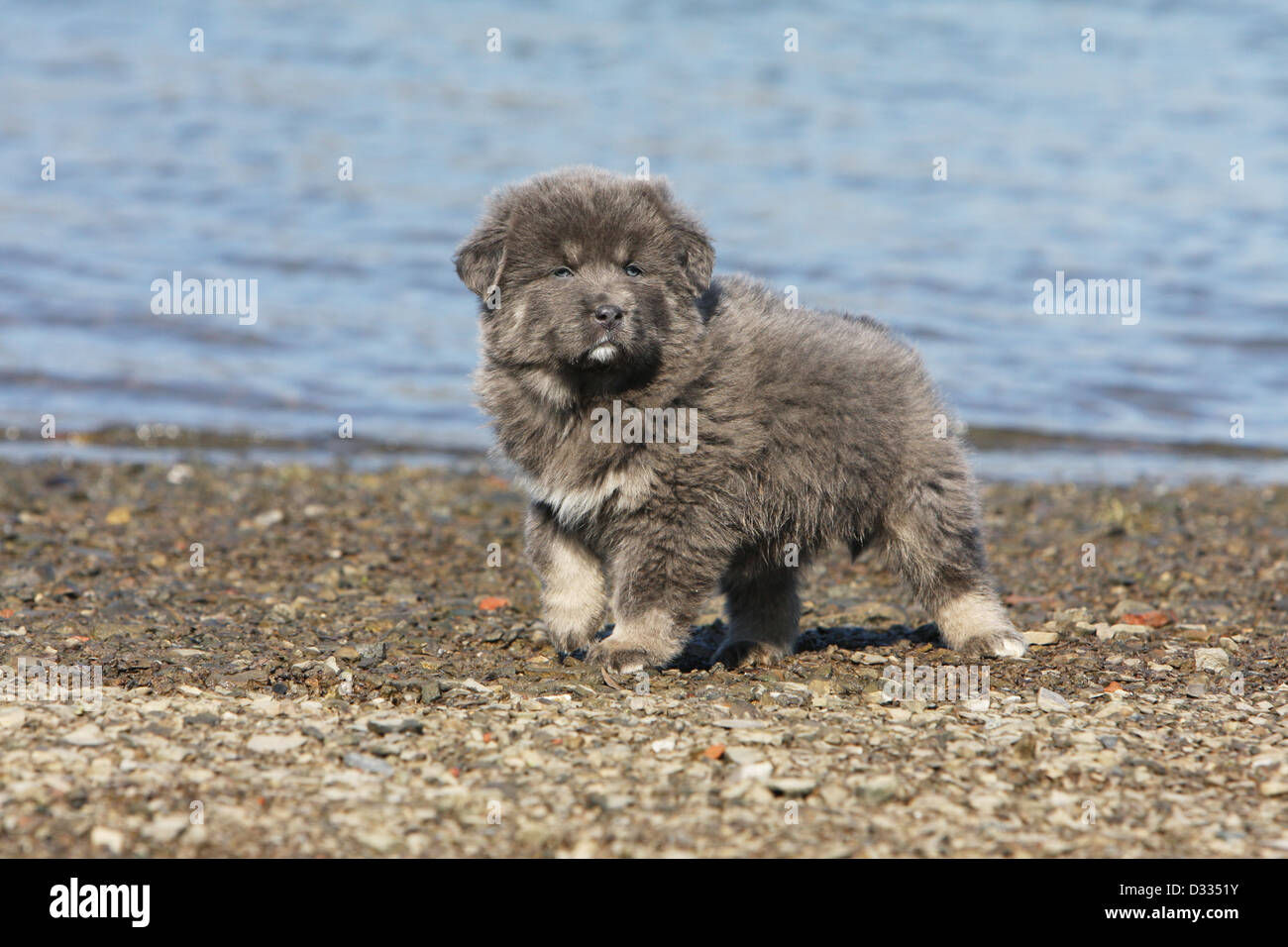 Dog Tibetan Mastiff / do-khyi / Tibetdogge puppy standing on the edge ...