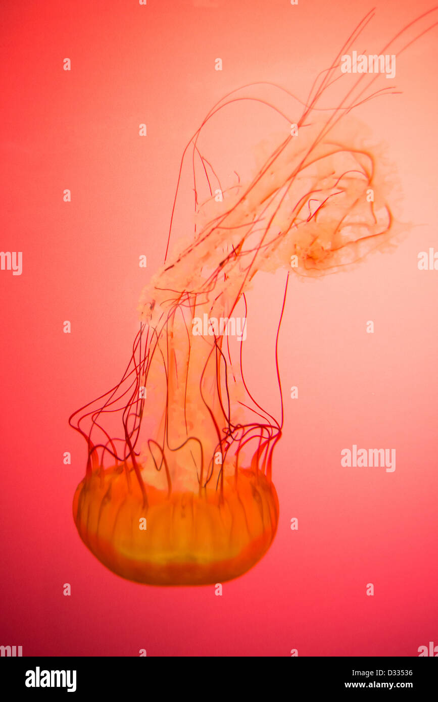 Photograph of a live Pacific Northwest Sea Nettle Jellyfish on a red ...